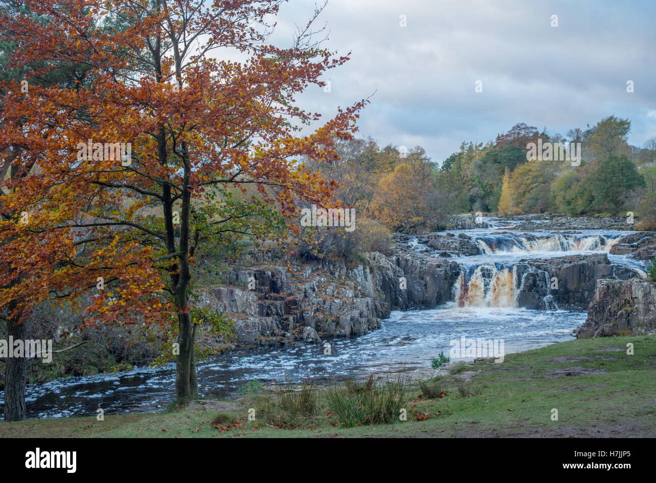 The River Tees running through Low Force Waterfall in Teesdale Stock ...
