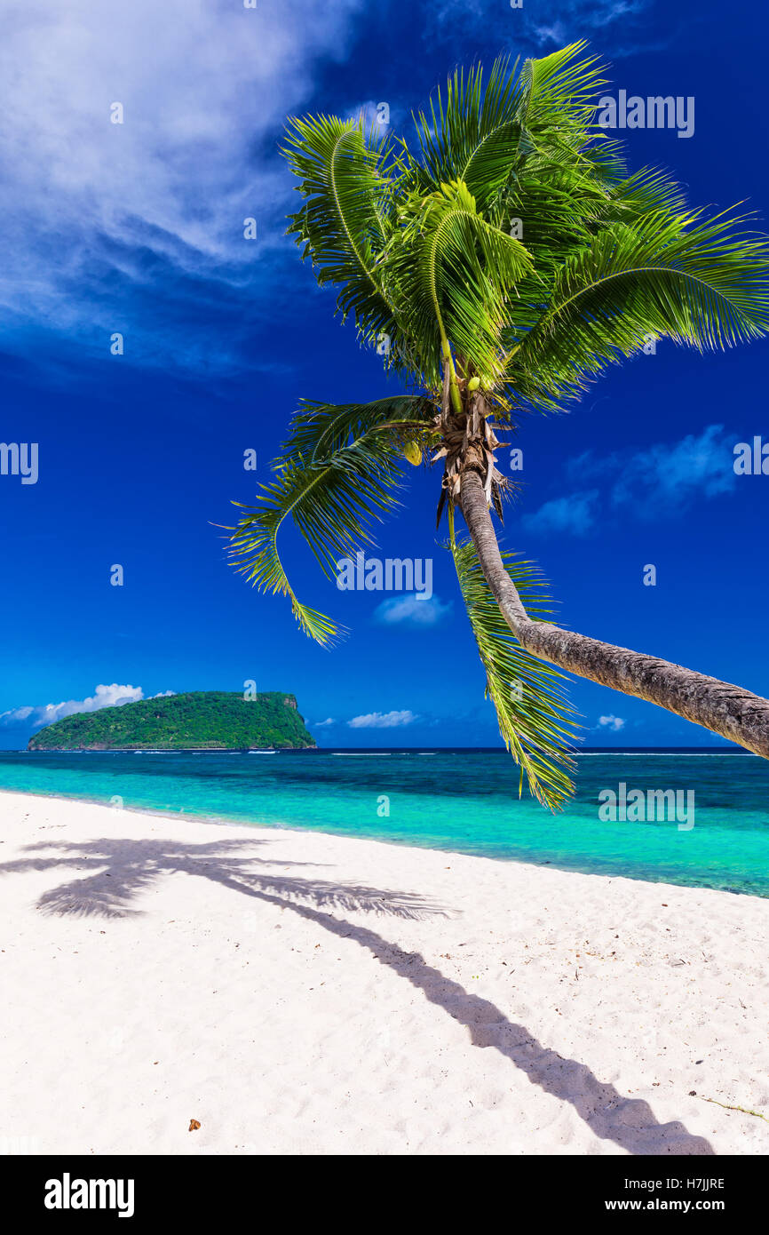 Tropical vibrant natural beach on Samoa Island with palm tree over ...