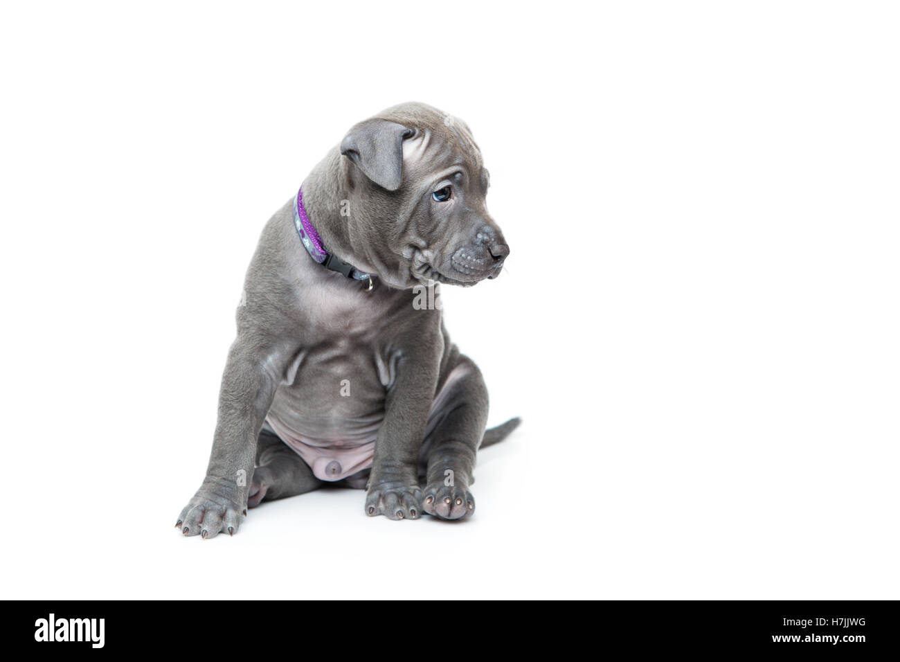 Thai ridgeback puppy isolated on white Stock Photo - Alamy