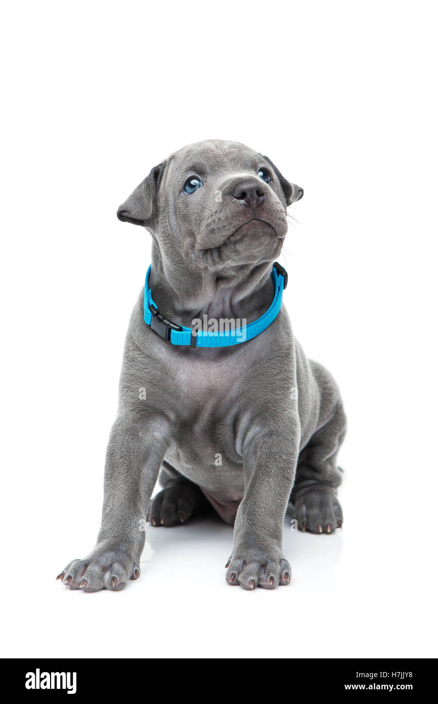 Thai ridgeback puppy isolated on white Stock Photo - Alamy