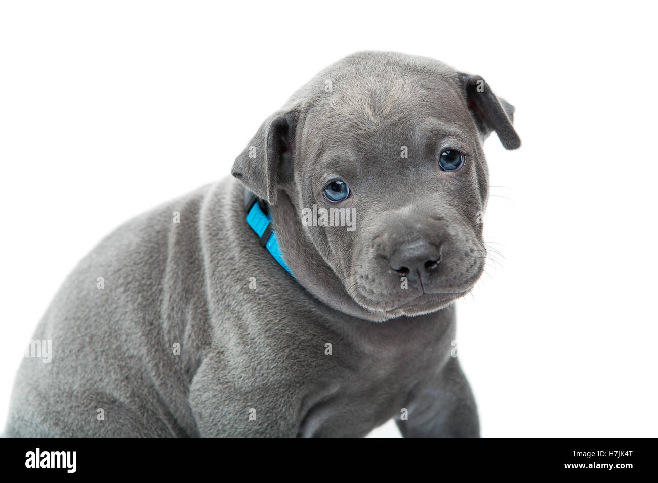 Thai ridgeback puppy isolated on white Stock Photo - Alamy