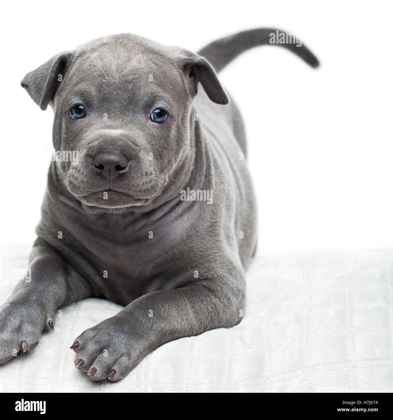 Thai ridgeback puppy isolated on white Stock Photo - Alamy