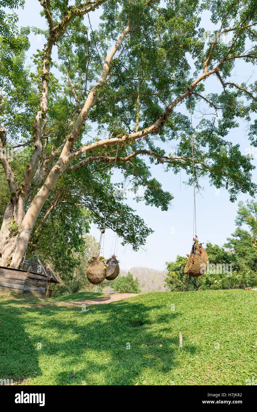 Big tree and green grass in park Stock Photo - Alamy