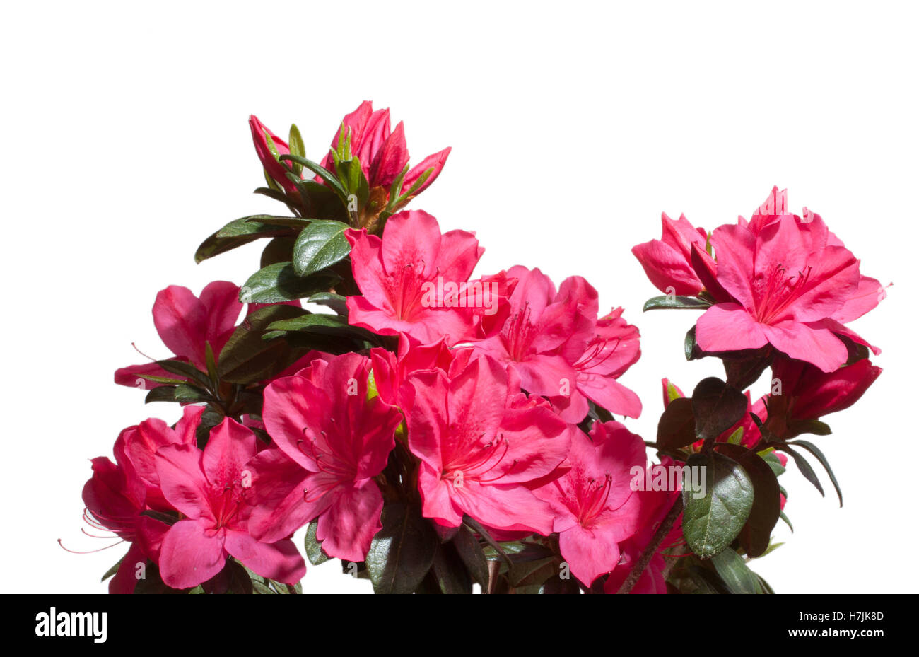 Bright pink azalea bush in bloom isolated on white Stock Photo - Alamy