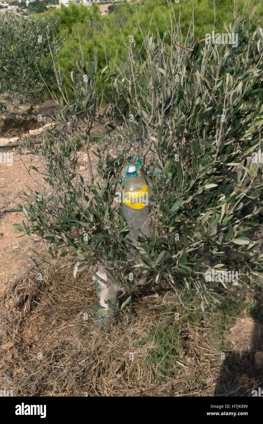 Young olive tree hi-res stock photography and images - Alamy