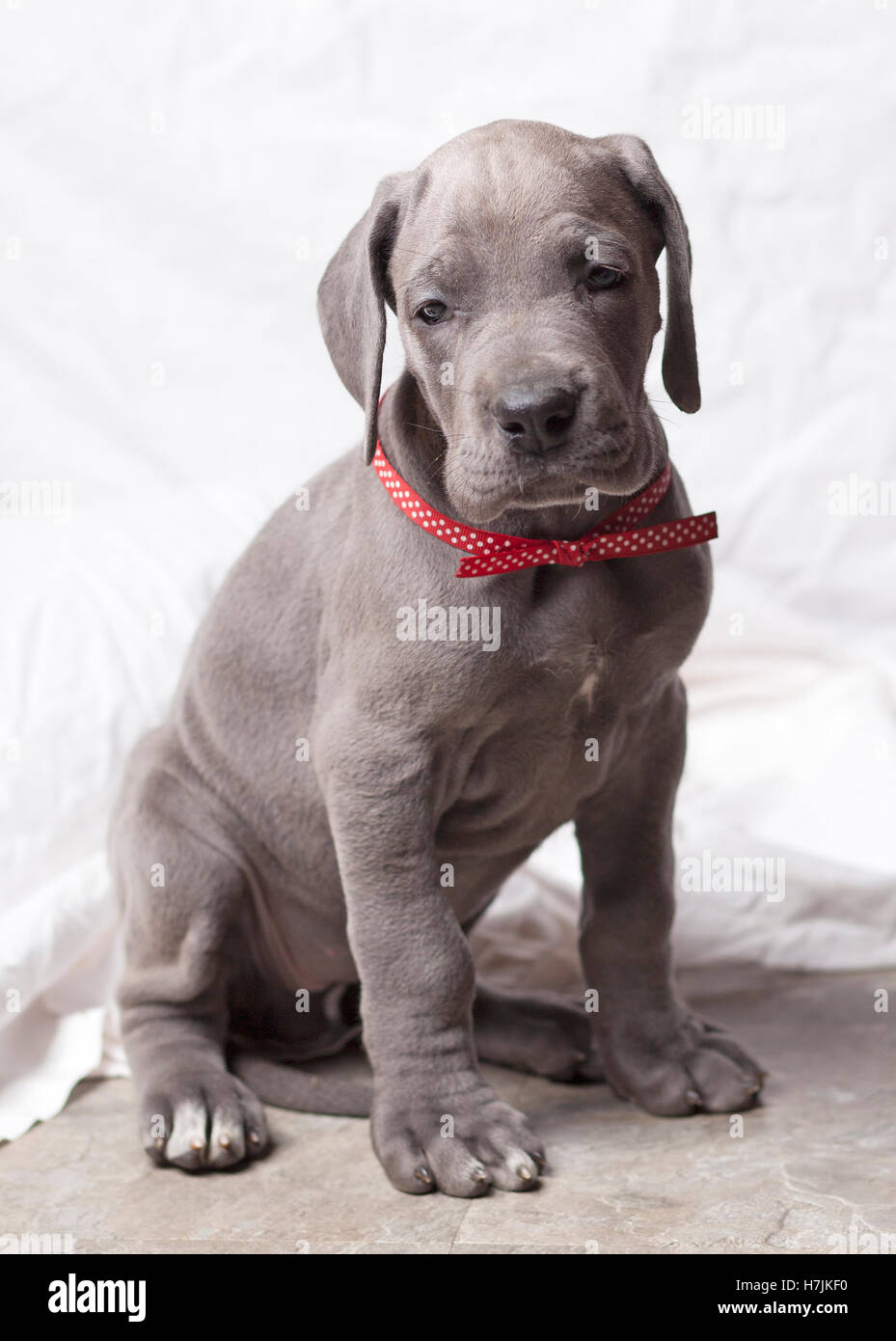 Purebred gray Great Dane puppy sitting on a floor Stock Photo - Alamy