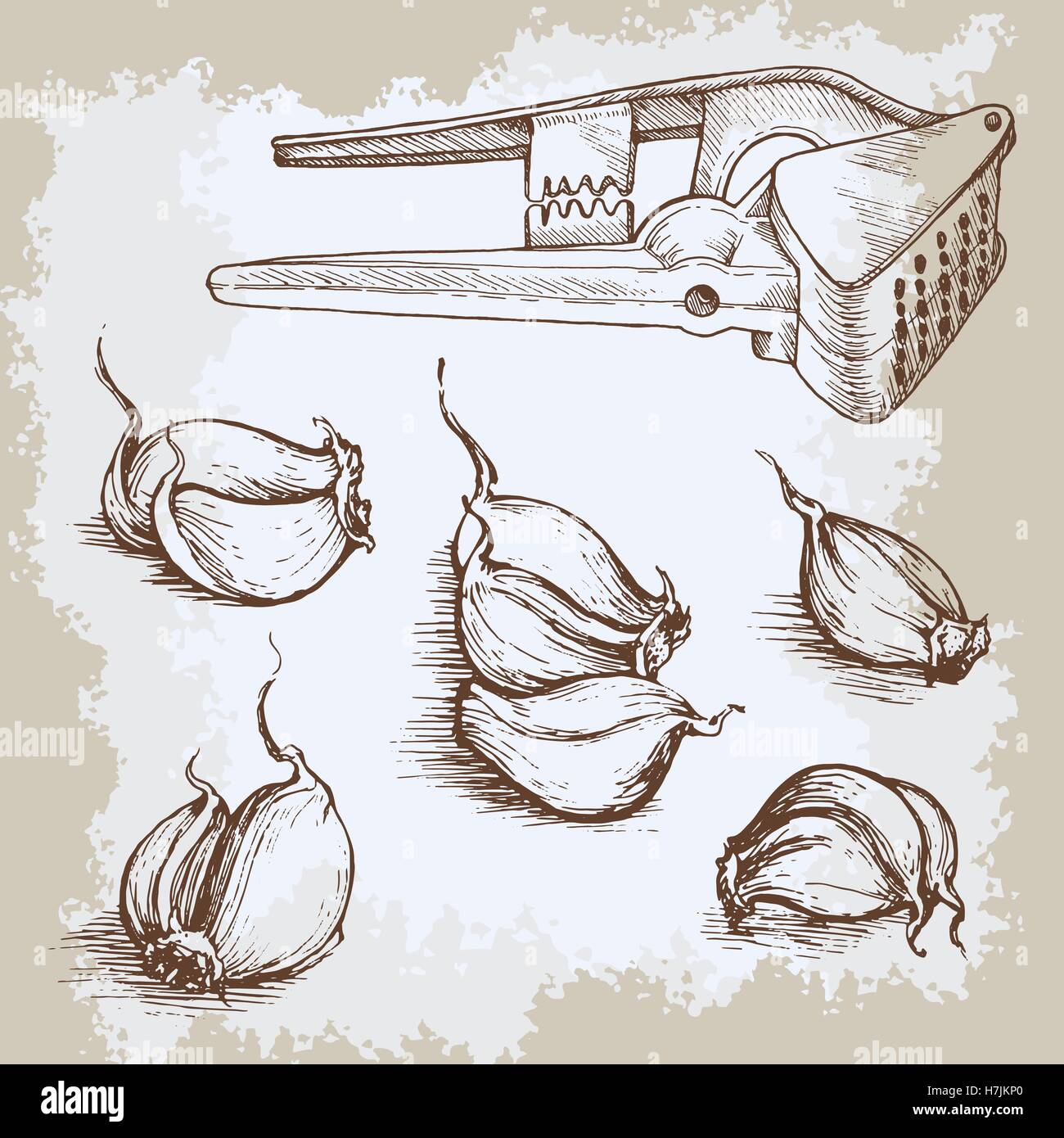 Vector hand drawn garlic set. Vintage retro background with hand drawn ...