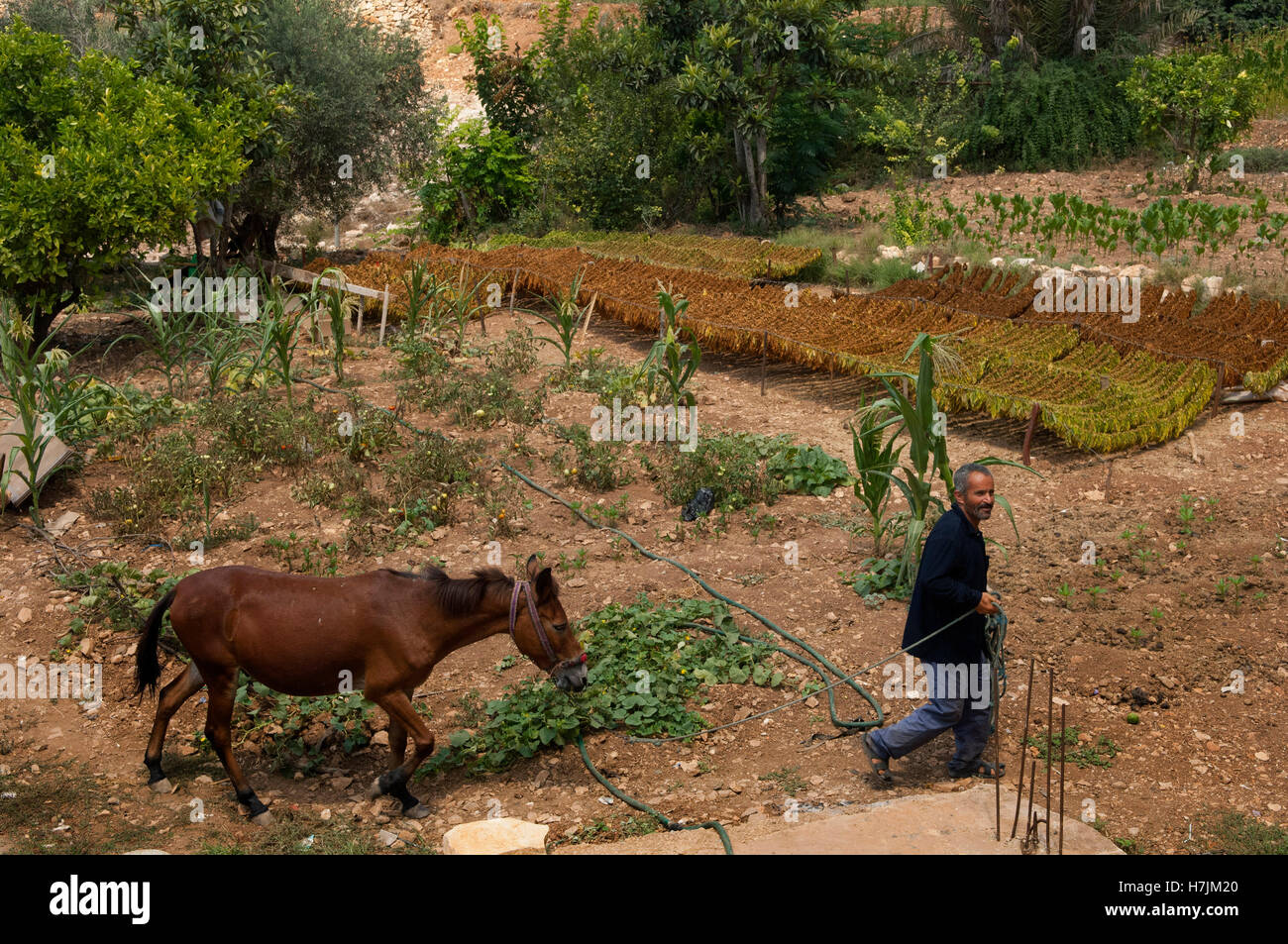 Tobacco Farmers in South Lebanon Stock Photo - Alamy