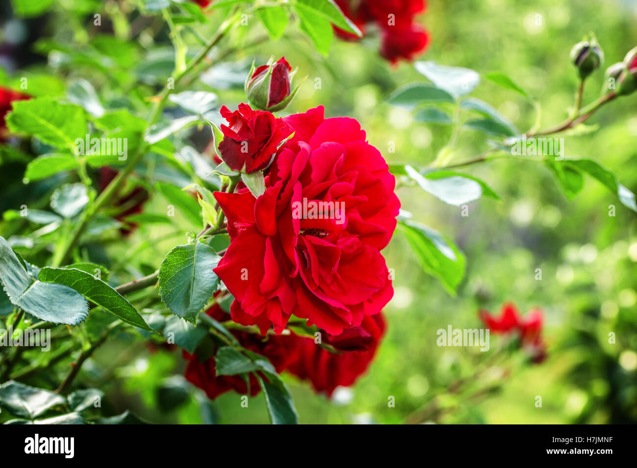 Red roses close up hi-res stock photography and images - Alamy