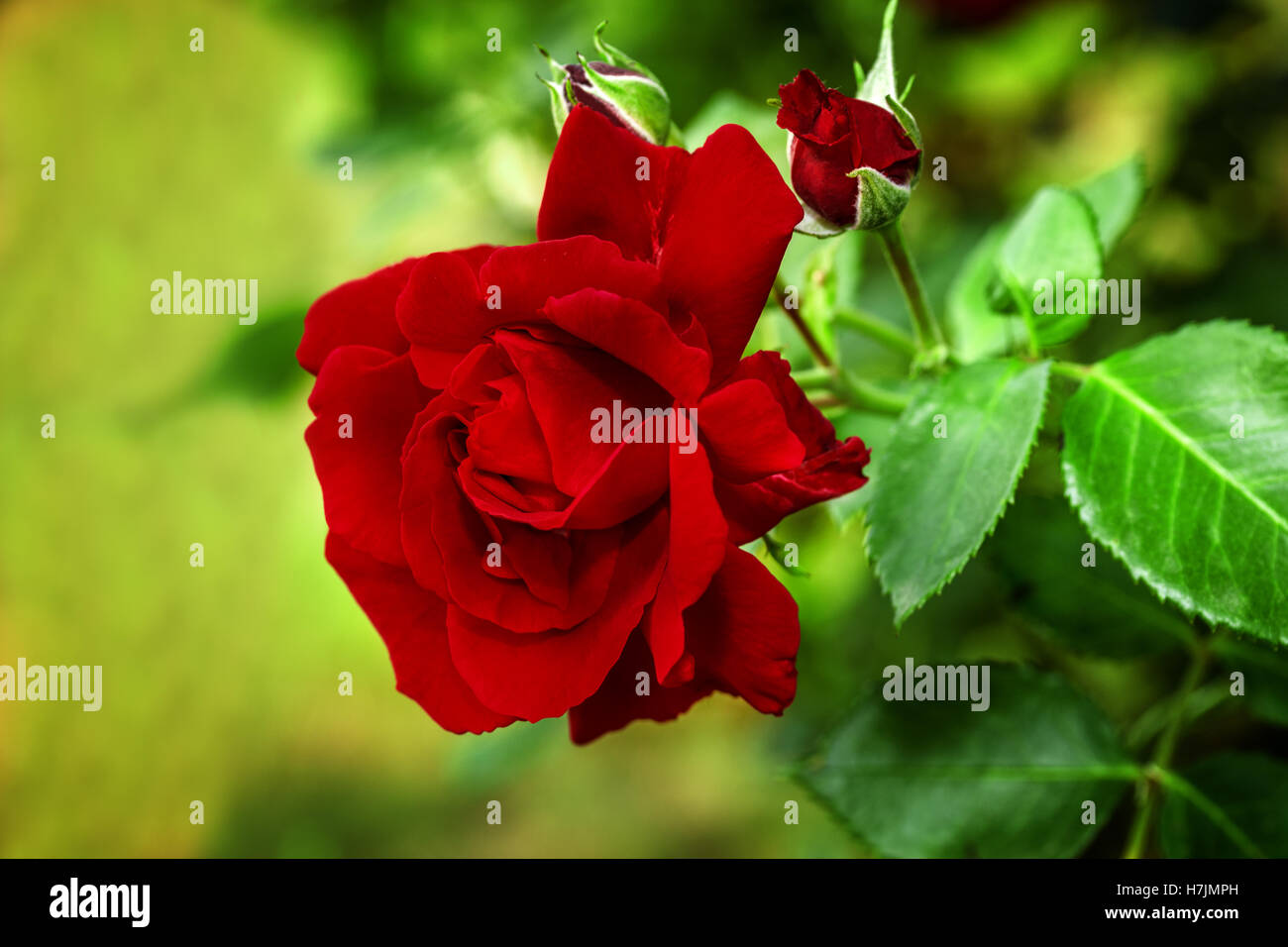 Red roses close up. Background Stock Photo - Alamy