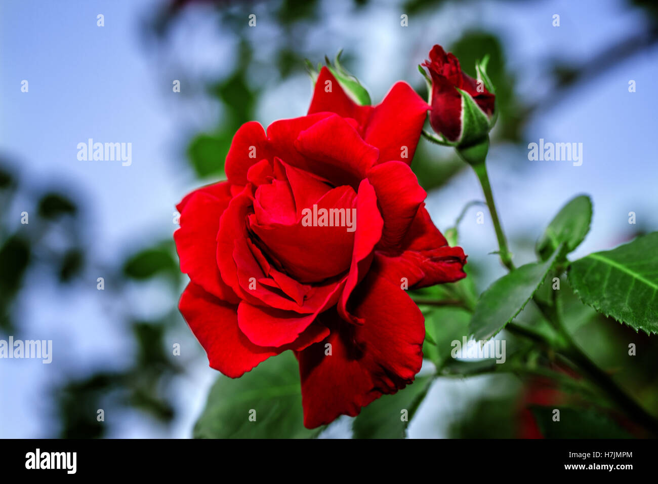 Red roses close up. Background Stock Photo - Alamy