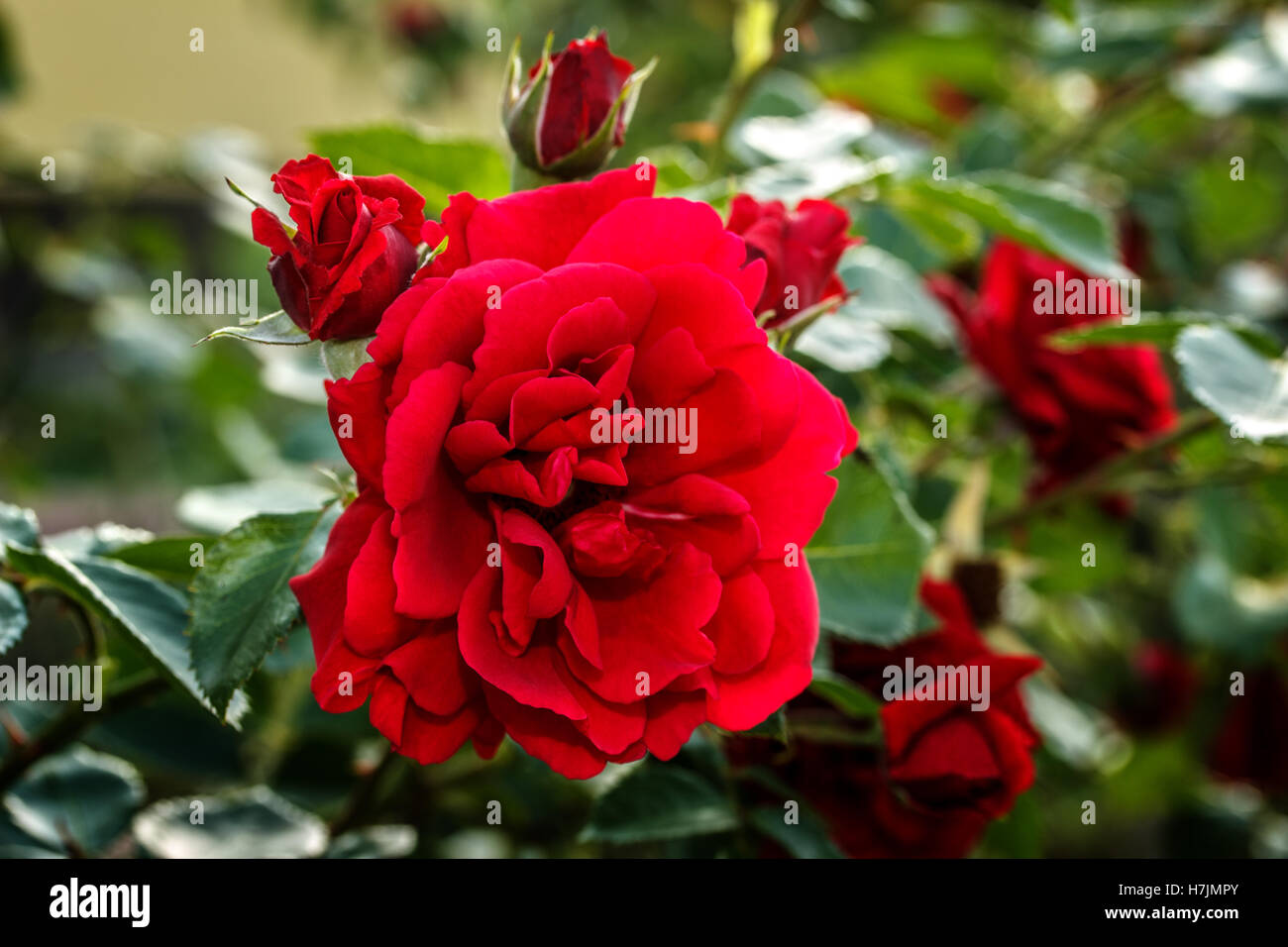Red roses close up. Background Stock Photo - Alamy