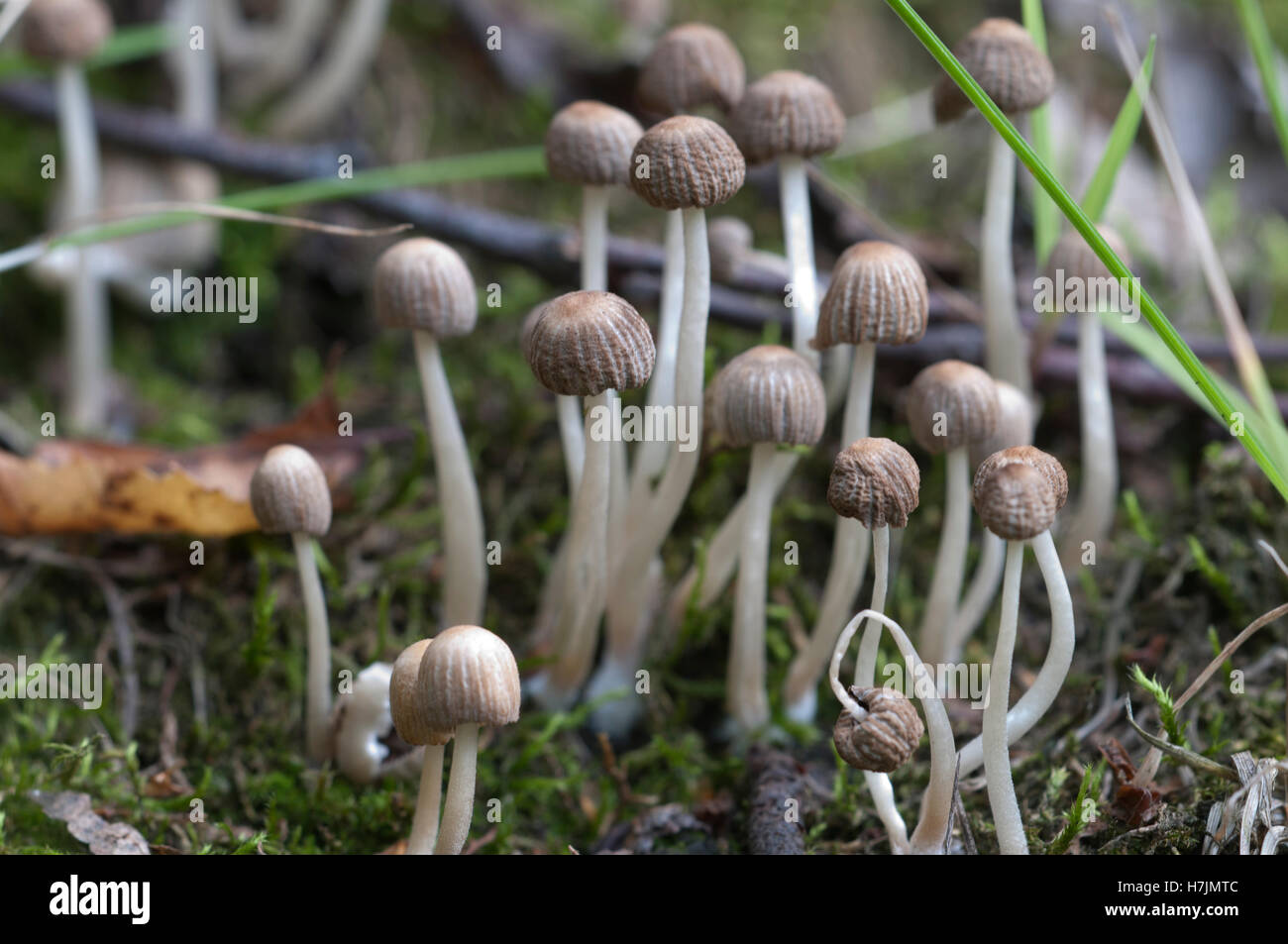 Mushrooms (Coprinus sp.) on a stump in a green moss Stock Photo - Alamy