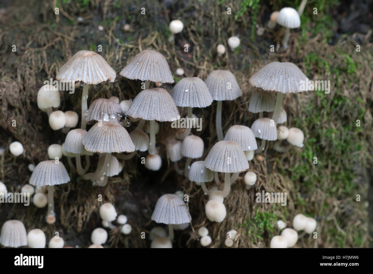 Mushrooms (Coprinus disseminatus) on a stump in a green moss Stock ...