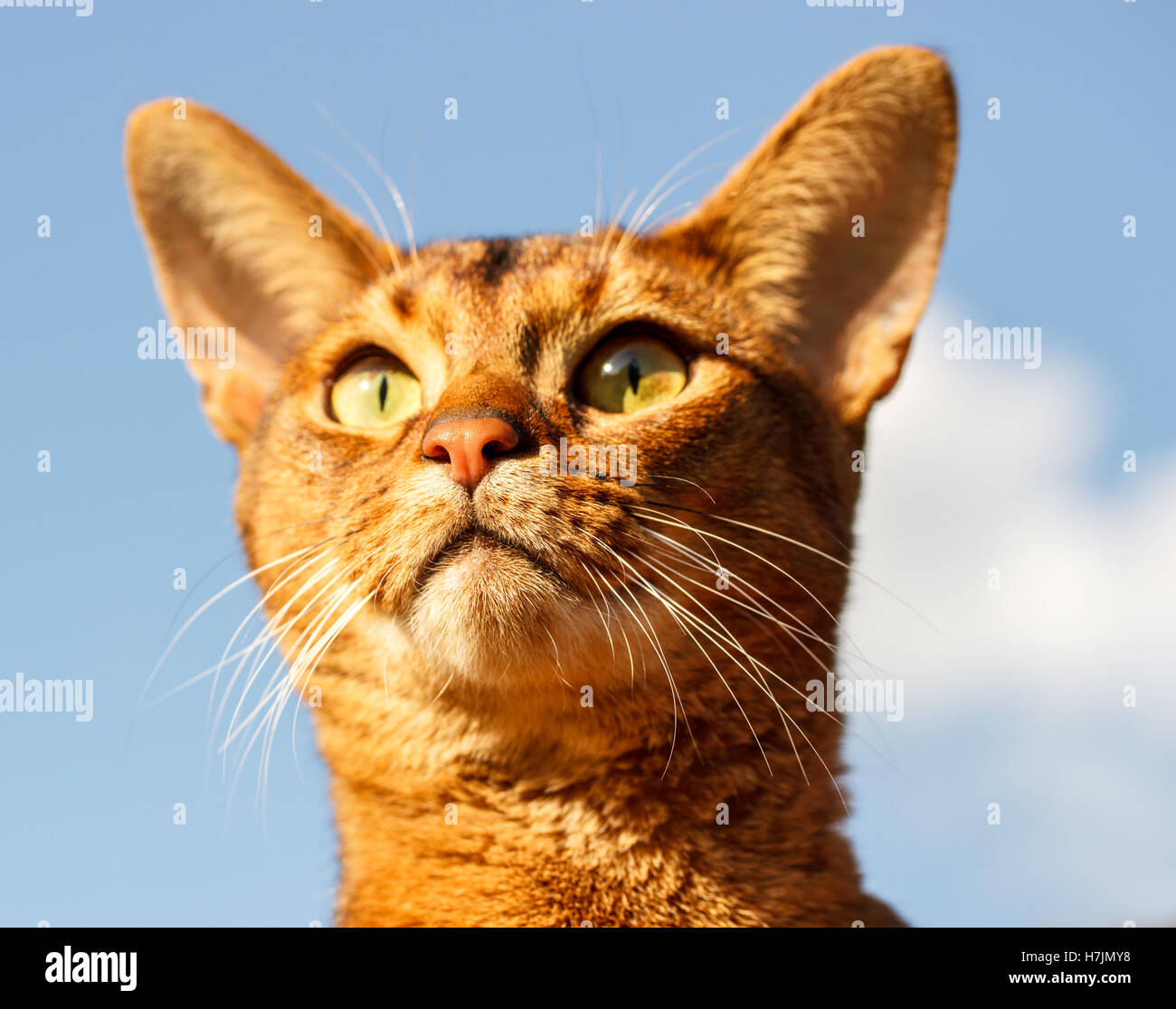 Abyssinian cats hi-res stock photography and images - Alamy