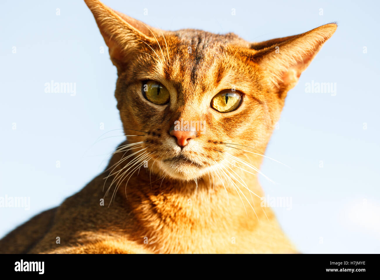 Abyssinian cats hi-res stock photography and images - Alamy