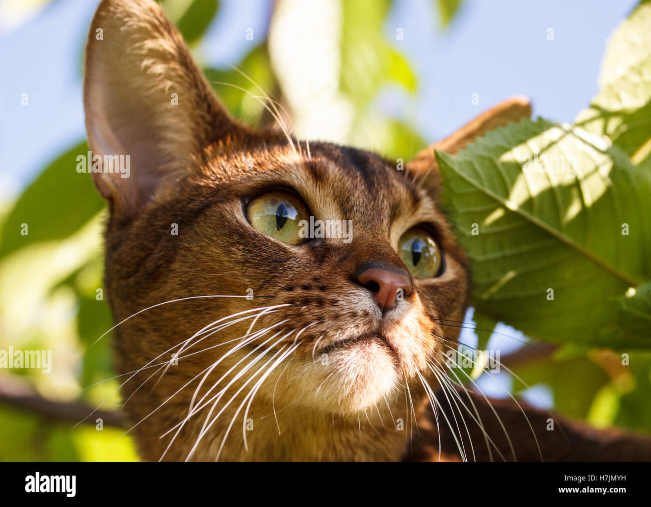 Abyssinian cat hi-res stock photography and images - Alamy