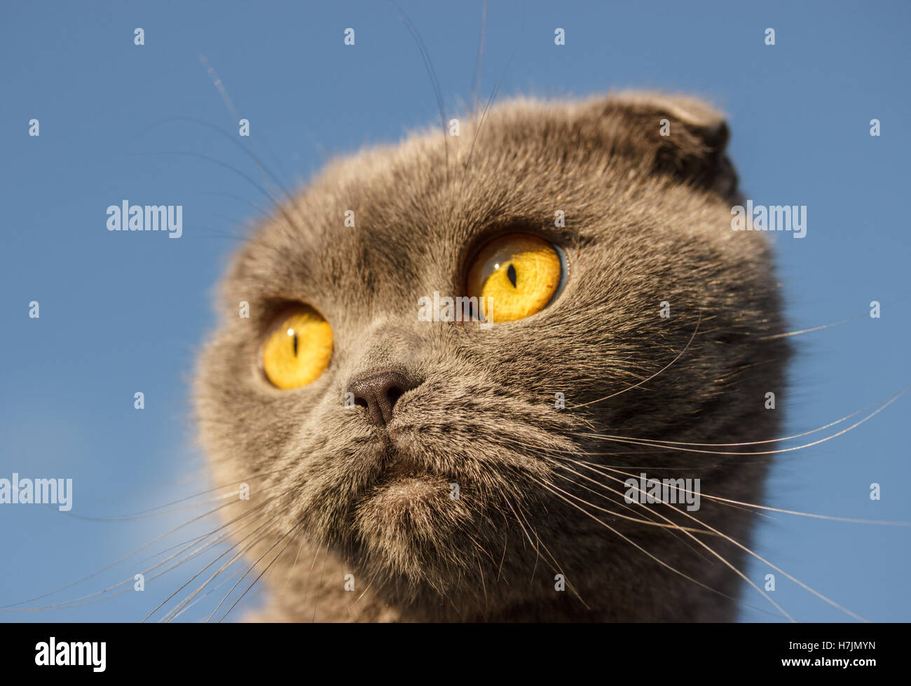 Scottish fold cats hi-res stock photography and images - Alamy