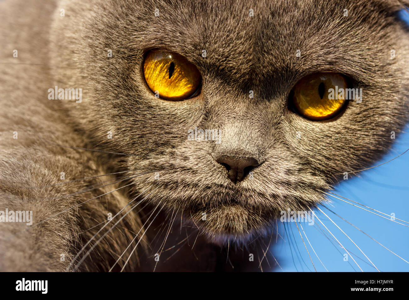 Scottish eyes hi-res stock photography and images - Alamy