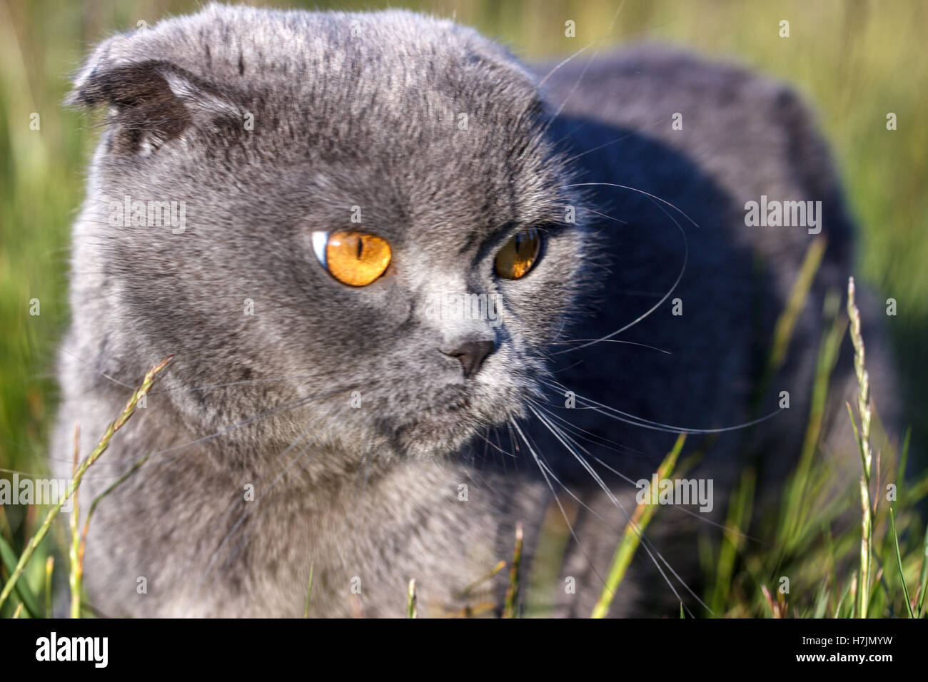 Scottish fold cats hi-res stock photography and images - Alamy