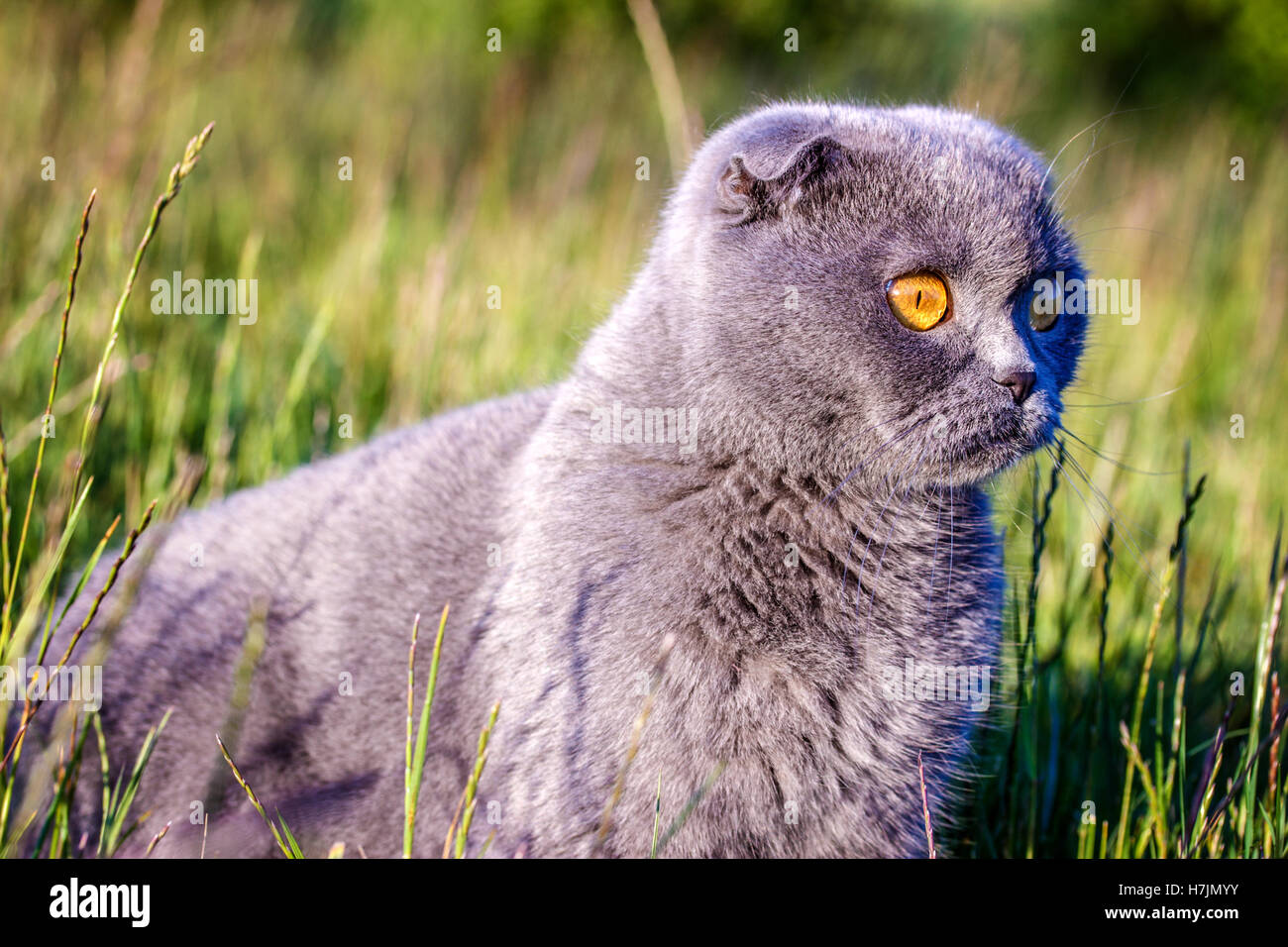 Grey scottish fold cat hi-res stock photography and images - Alamy