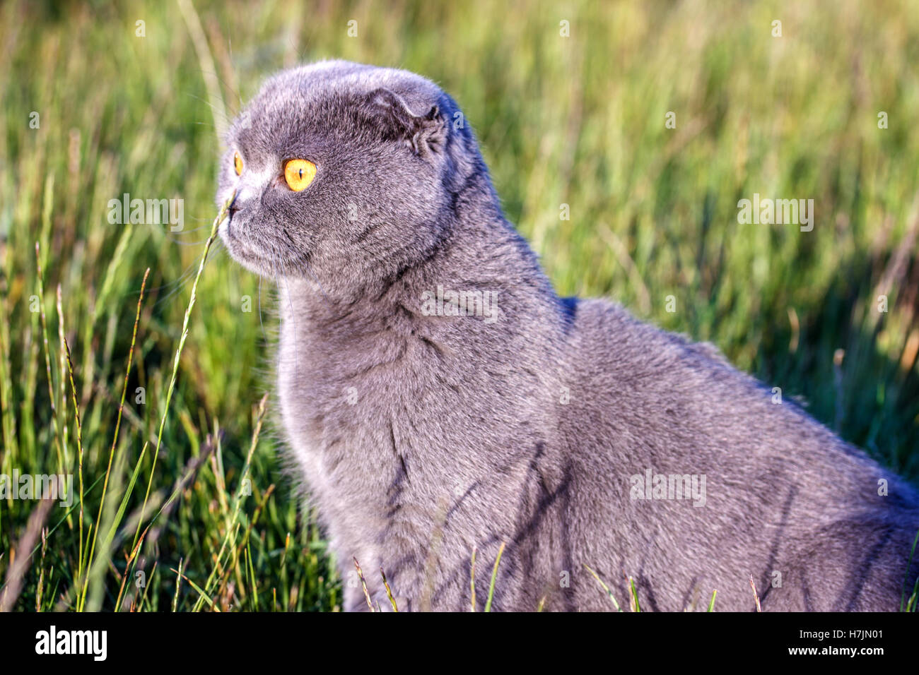 Scottish cats hi-res stock photography and images - Alamy