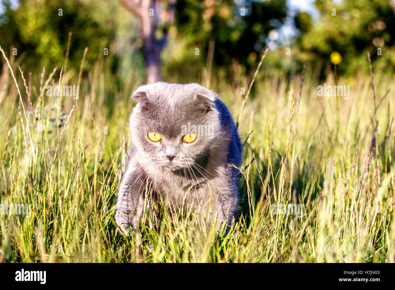 Scottish fold cats hi-res stock photography and images - Alamy
