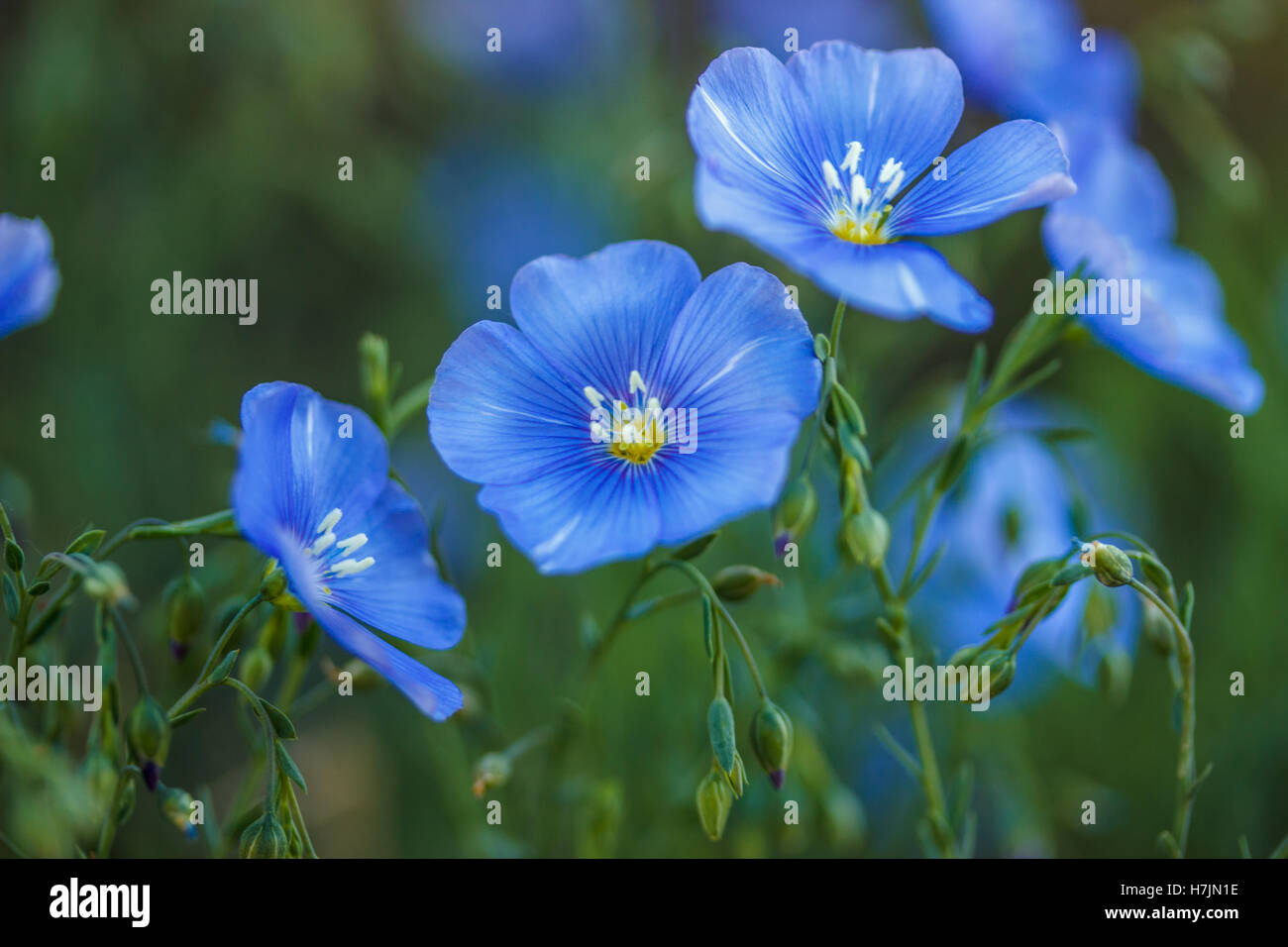 flower and nature spring bokeh background Stock Photo - Alamy