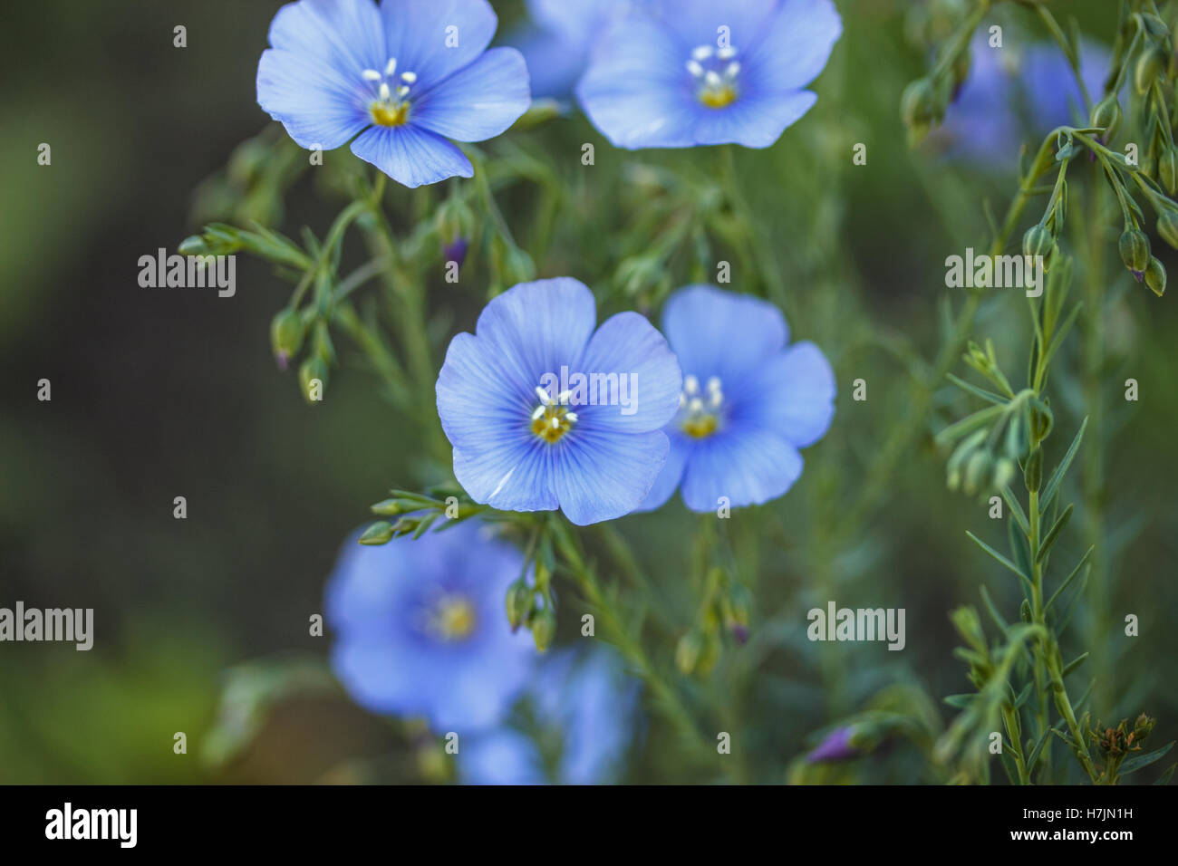 Blue bokeh flower hi-res stock photography and images - Alamy