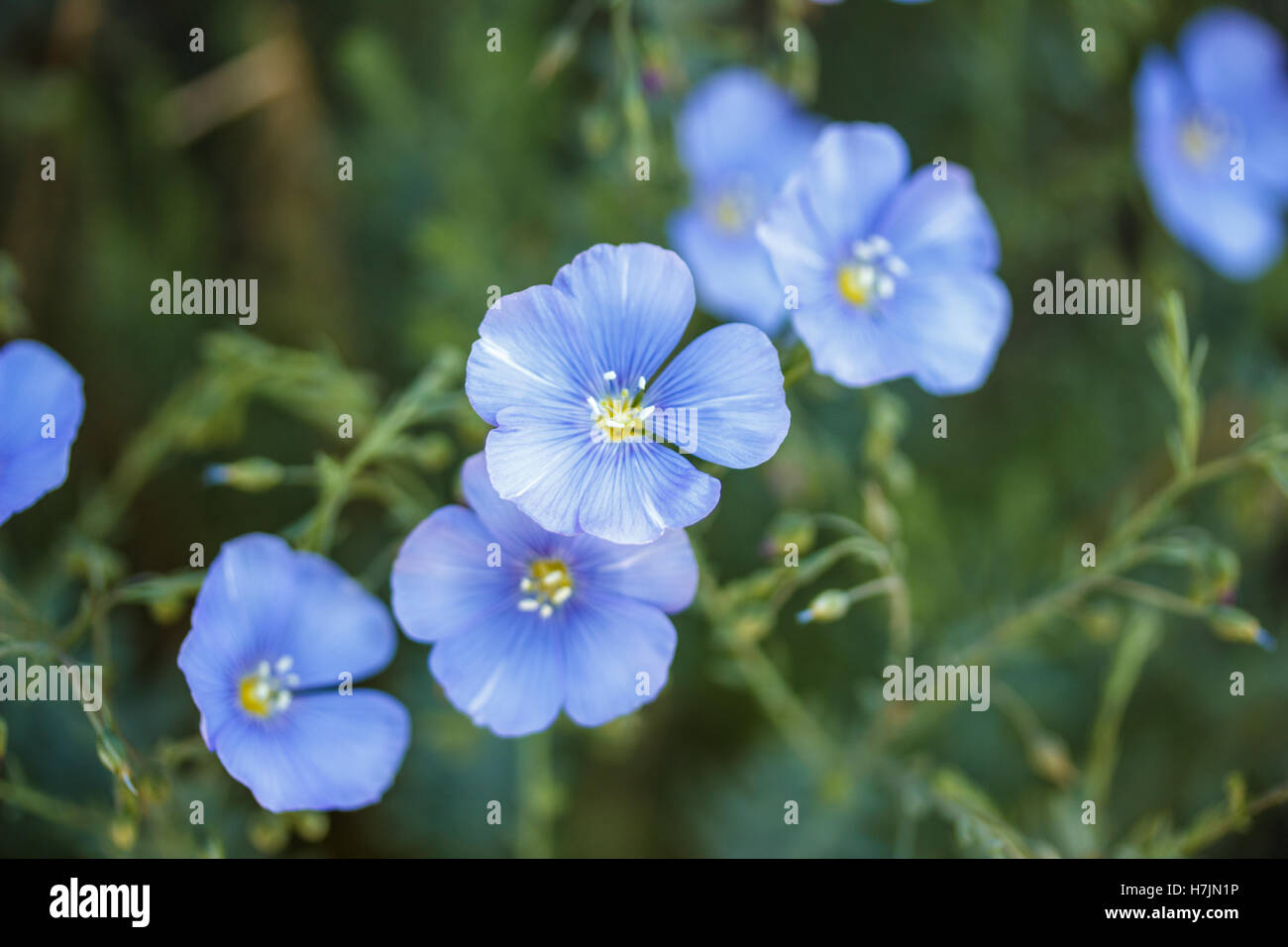 Blue bokeh flower hi-res stock photography and images - Alamy