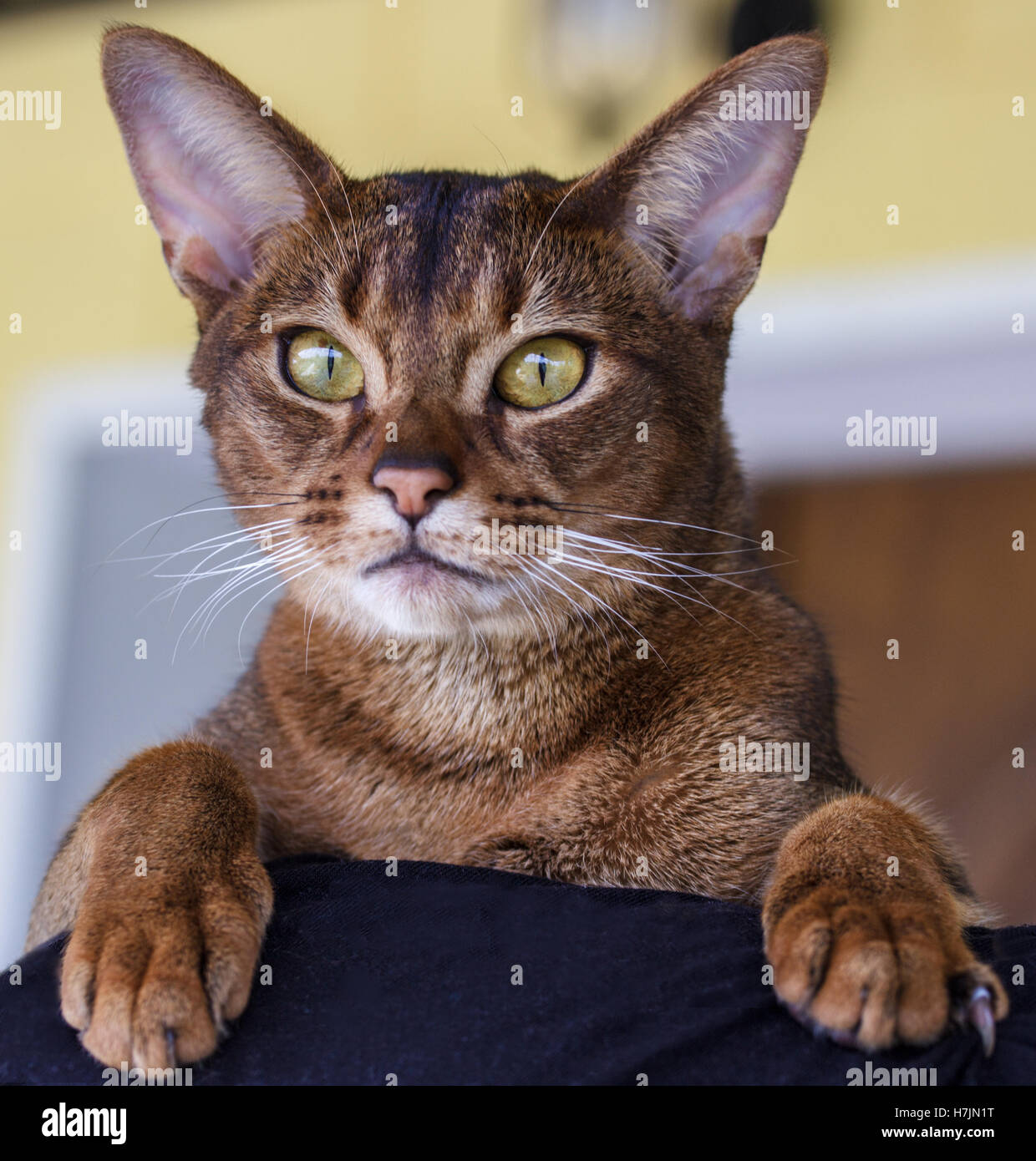 Beautiful Abyssinian cat close up Stock Photo - Alamy