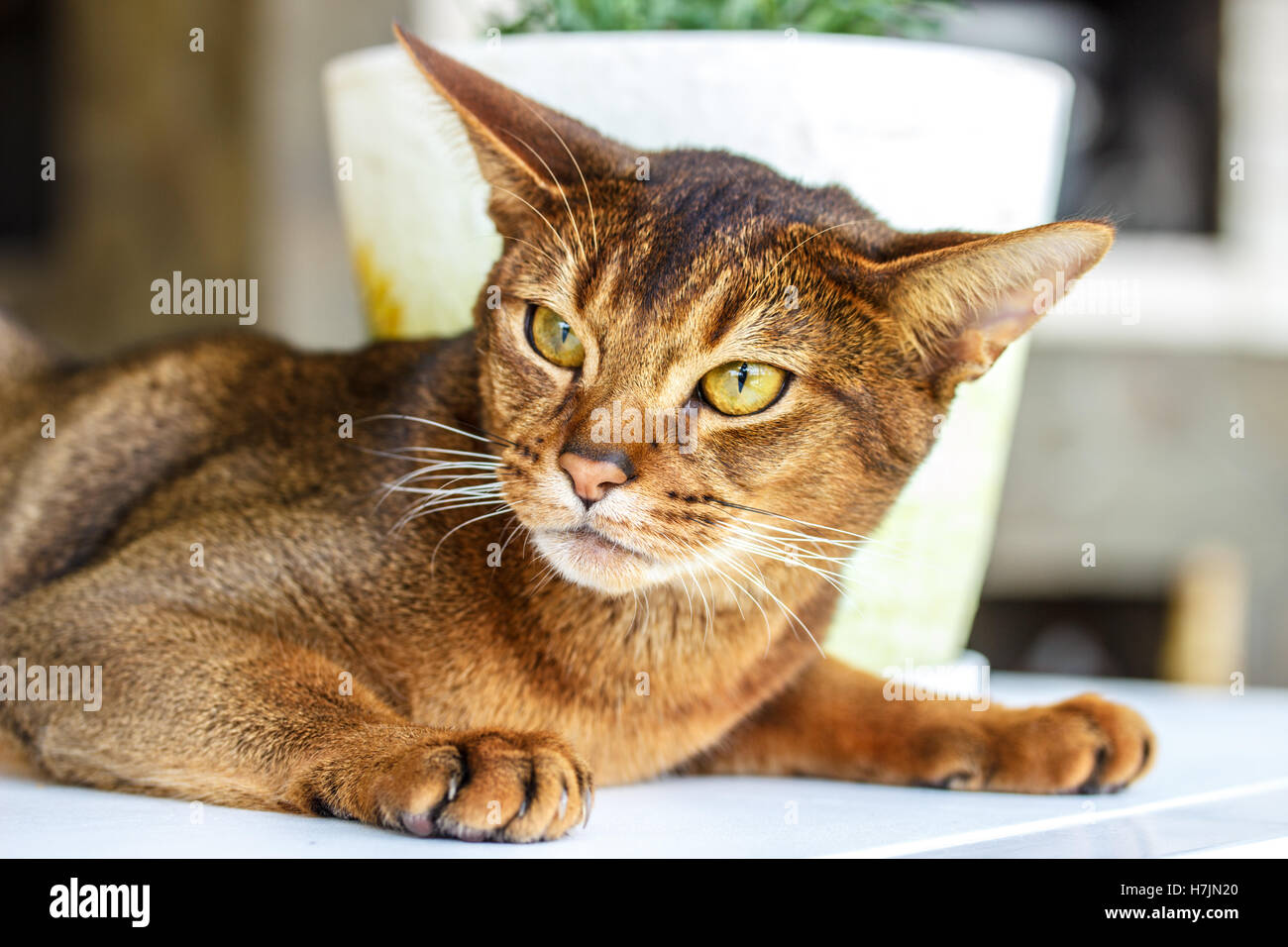 Beautiful Abyssinian cat close up Stock Photo - Alamy