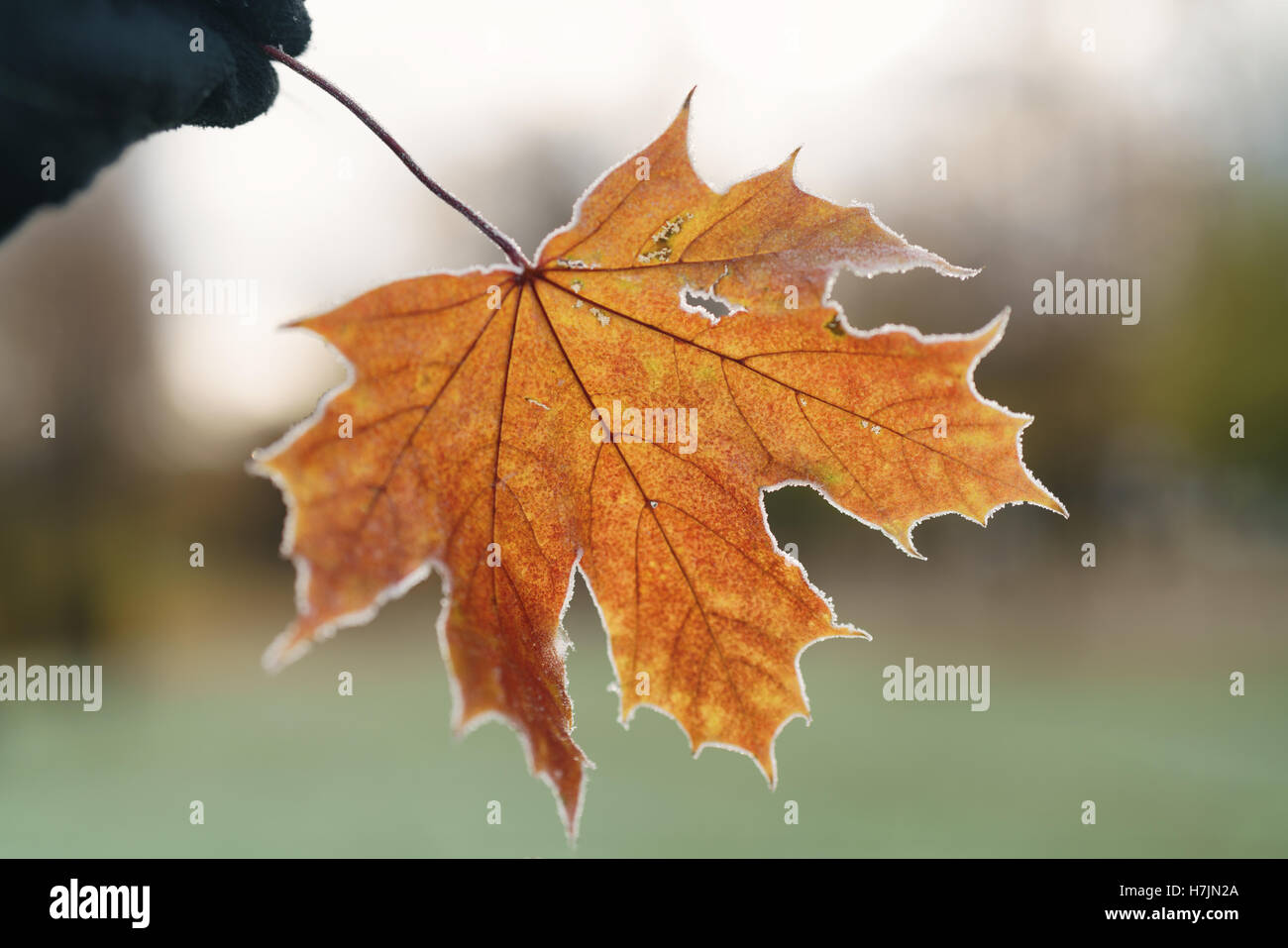 frozen maple leaf in hand Stock Photo - Alamy