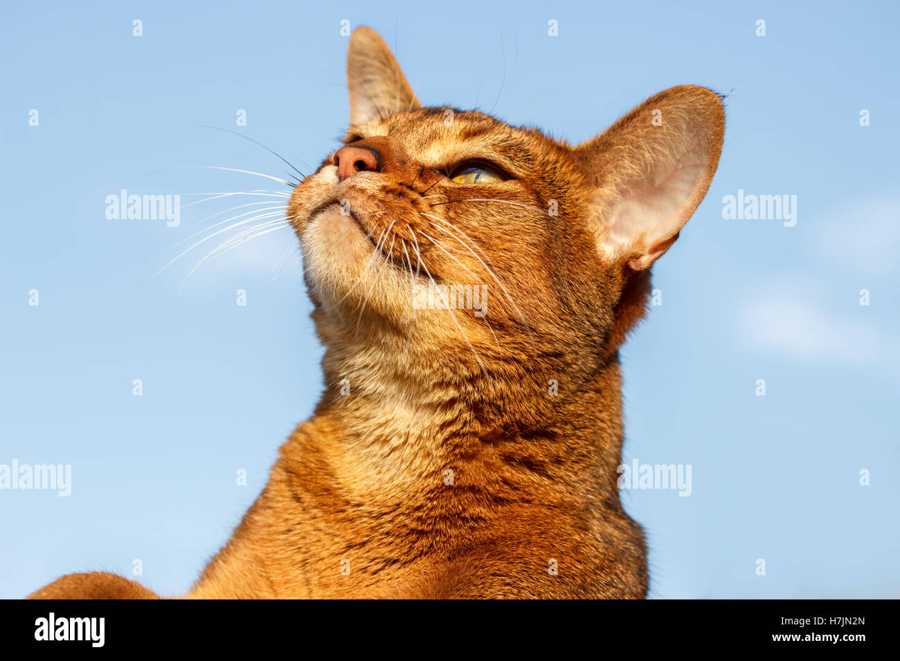 Beautiful Abyssinian cat close up Stock Photo - Alamy