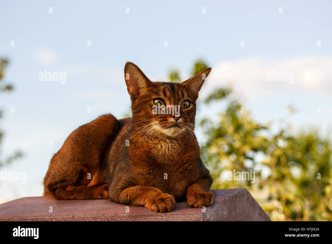 Beautiful Abyssinian cat close up Stock Photo - Alamy