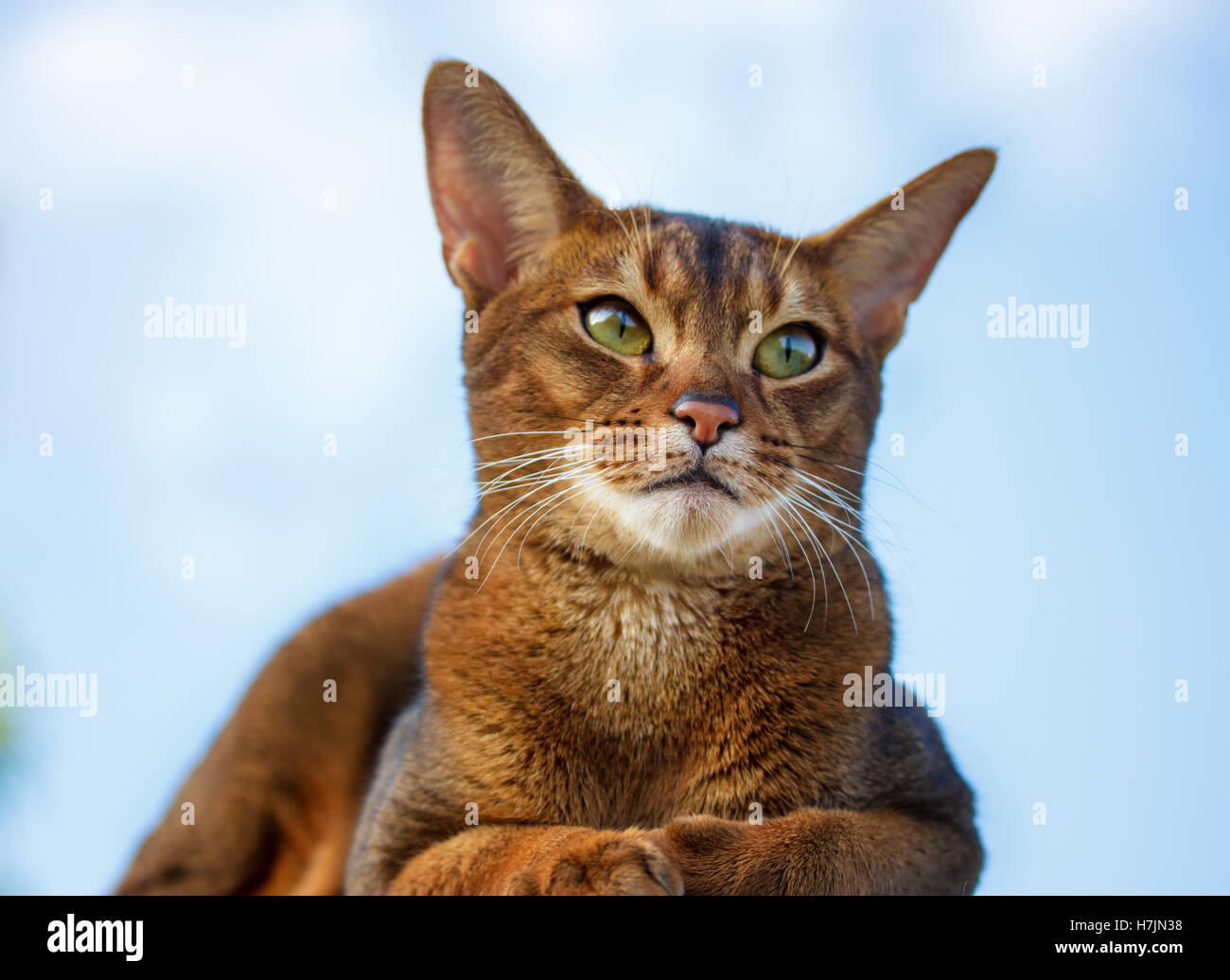 Beautiful Abyssinian cat close up Stock Photo - Alamy