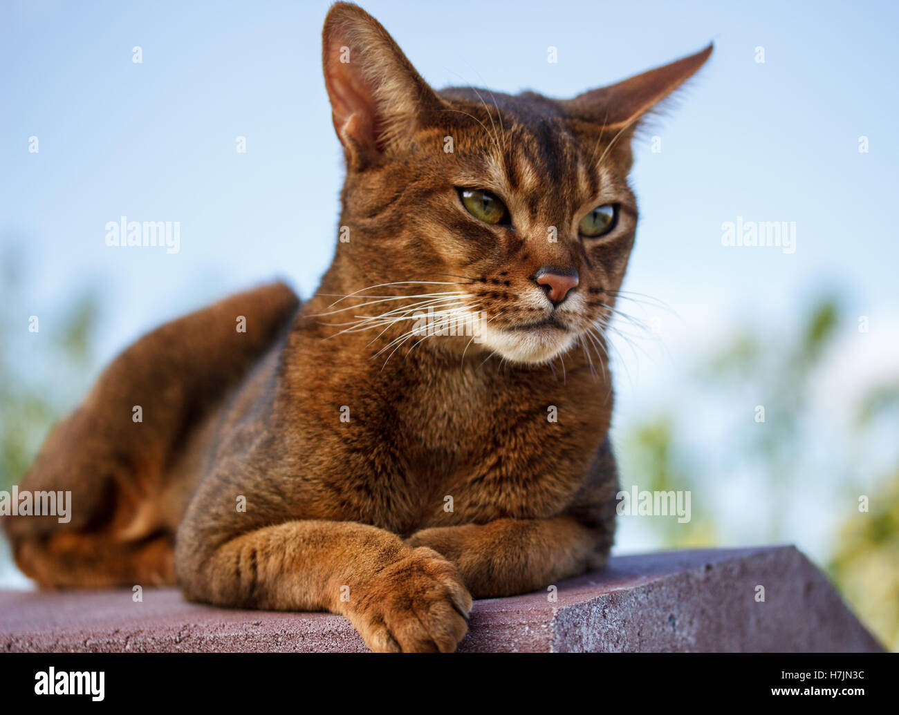Beautiful Abyssinian cat close up Stock Photo - Alamy