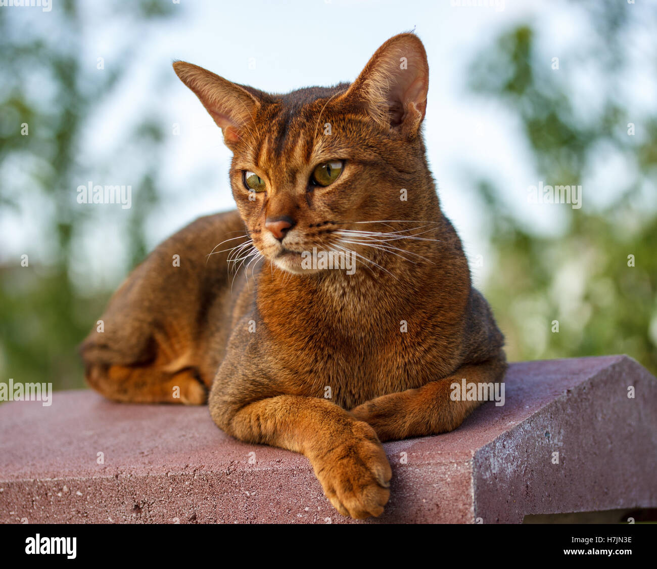 Beautiful Abyssinian cat close up Stock Photo - Alamy