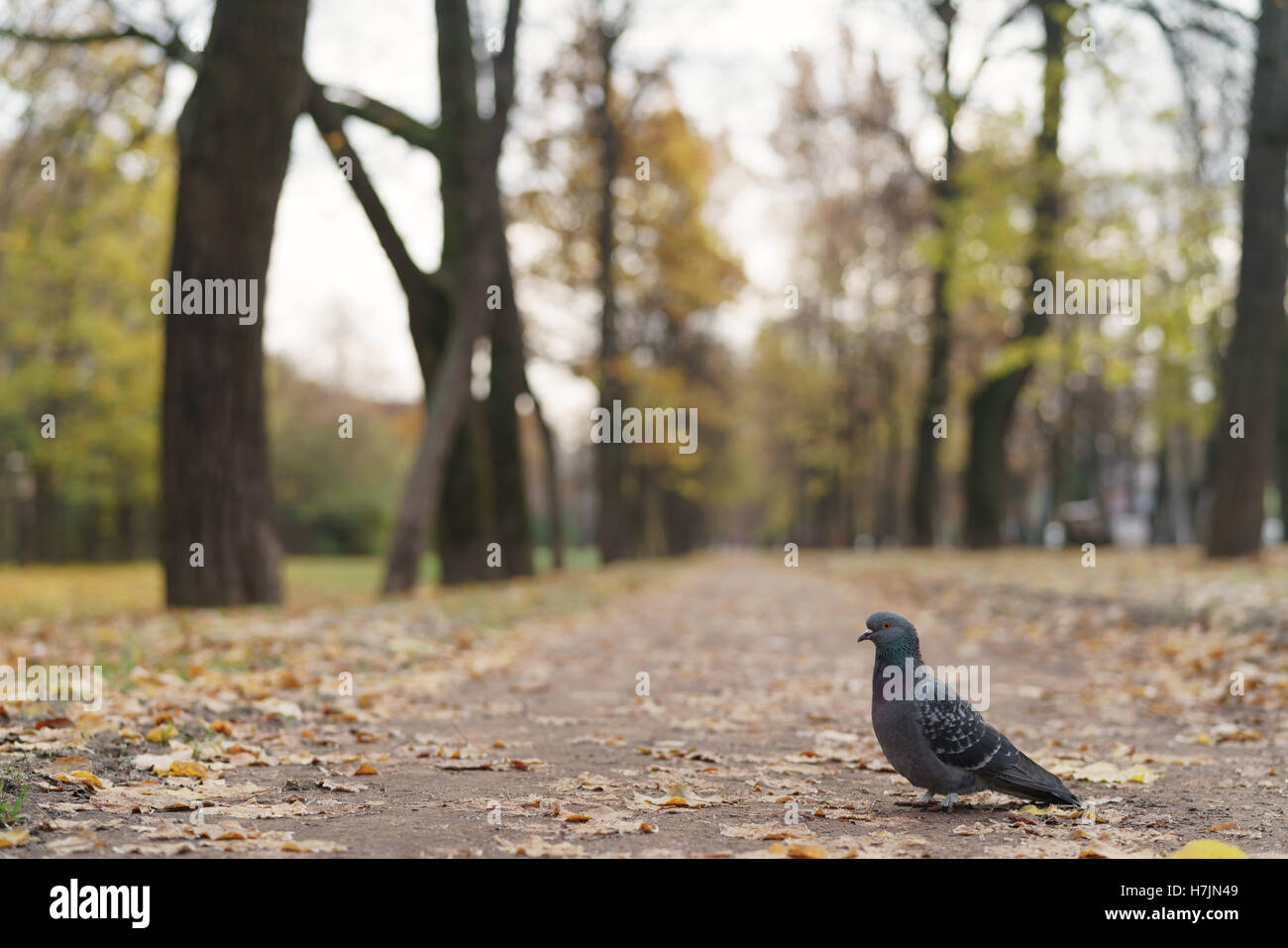Pigeon in autumn park hi-res stock photography and images - Alamy