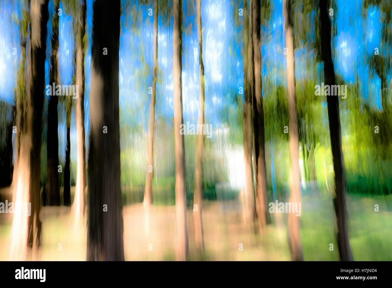 Abstract trees hi-res stock photography and images - Alamy