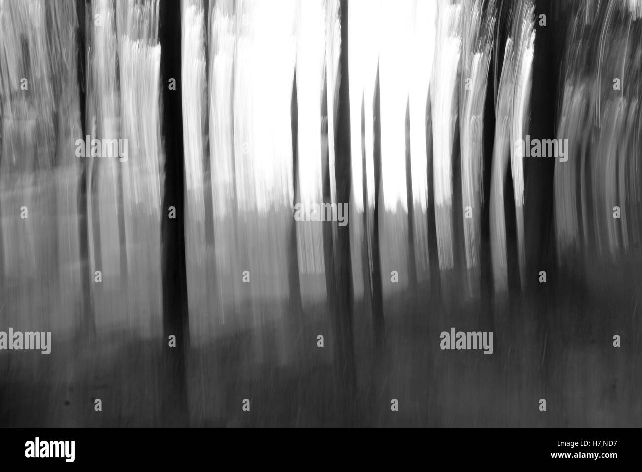 Abstract trees in forest Stock Photo - Alamy