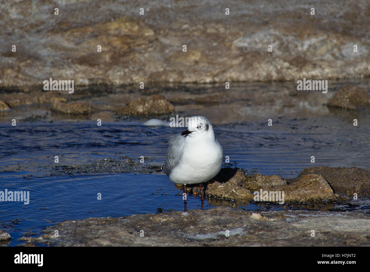 Andean gull (Chroicocephalus serranus) feeding in a stream of water ...