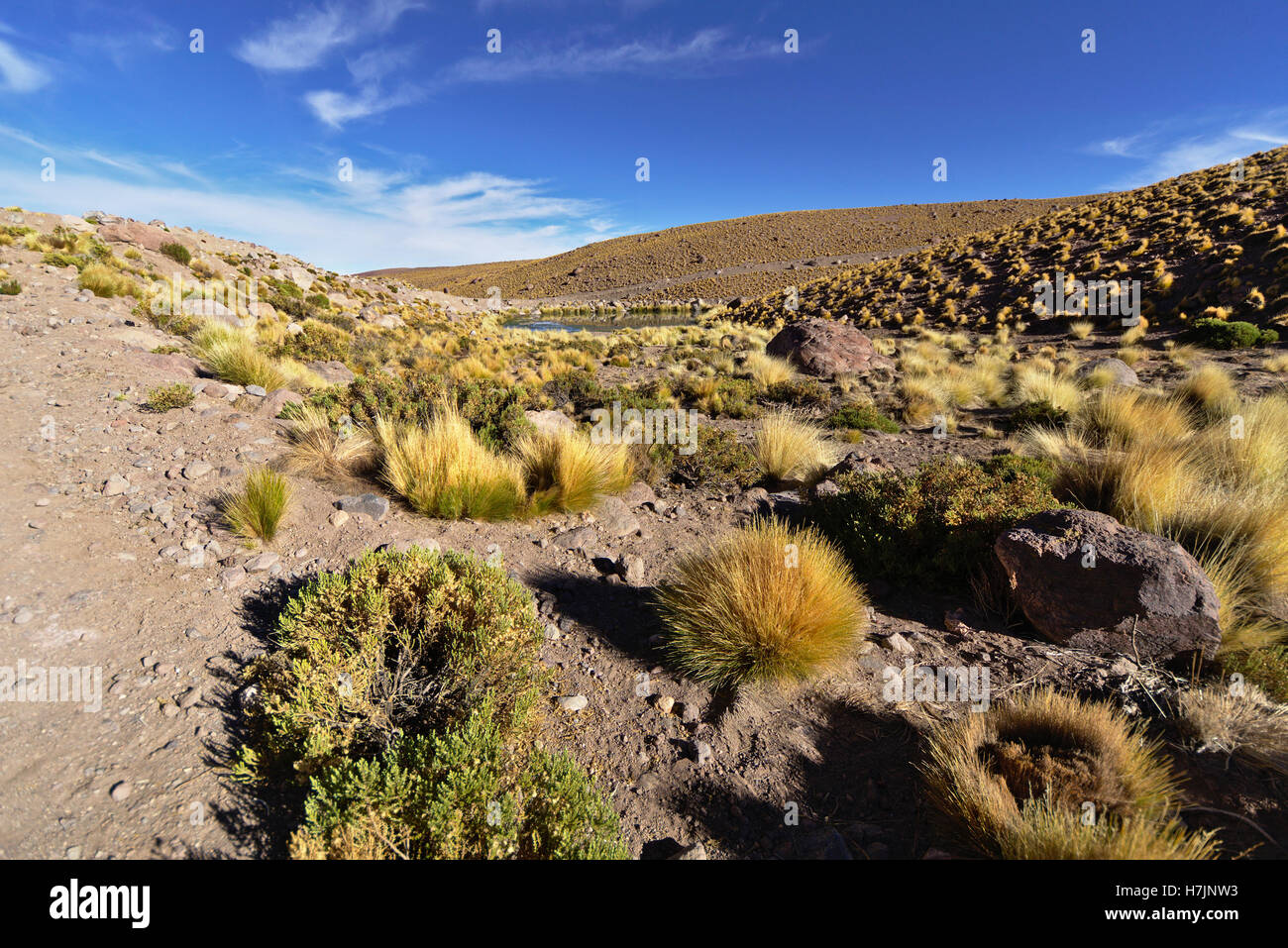 Typical andean desert vegetation near lake under early morning light ...