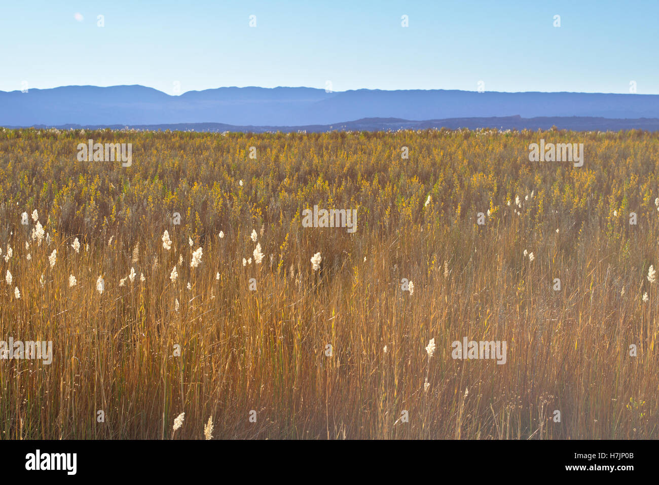 Beautiful flourishing colored grass at sunset light with mountains in ...