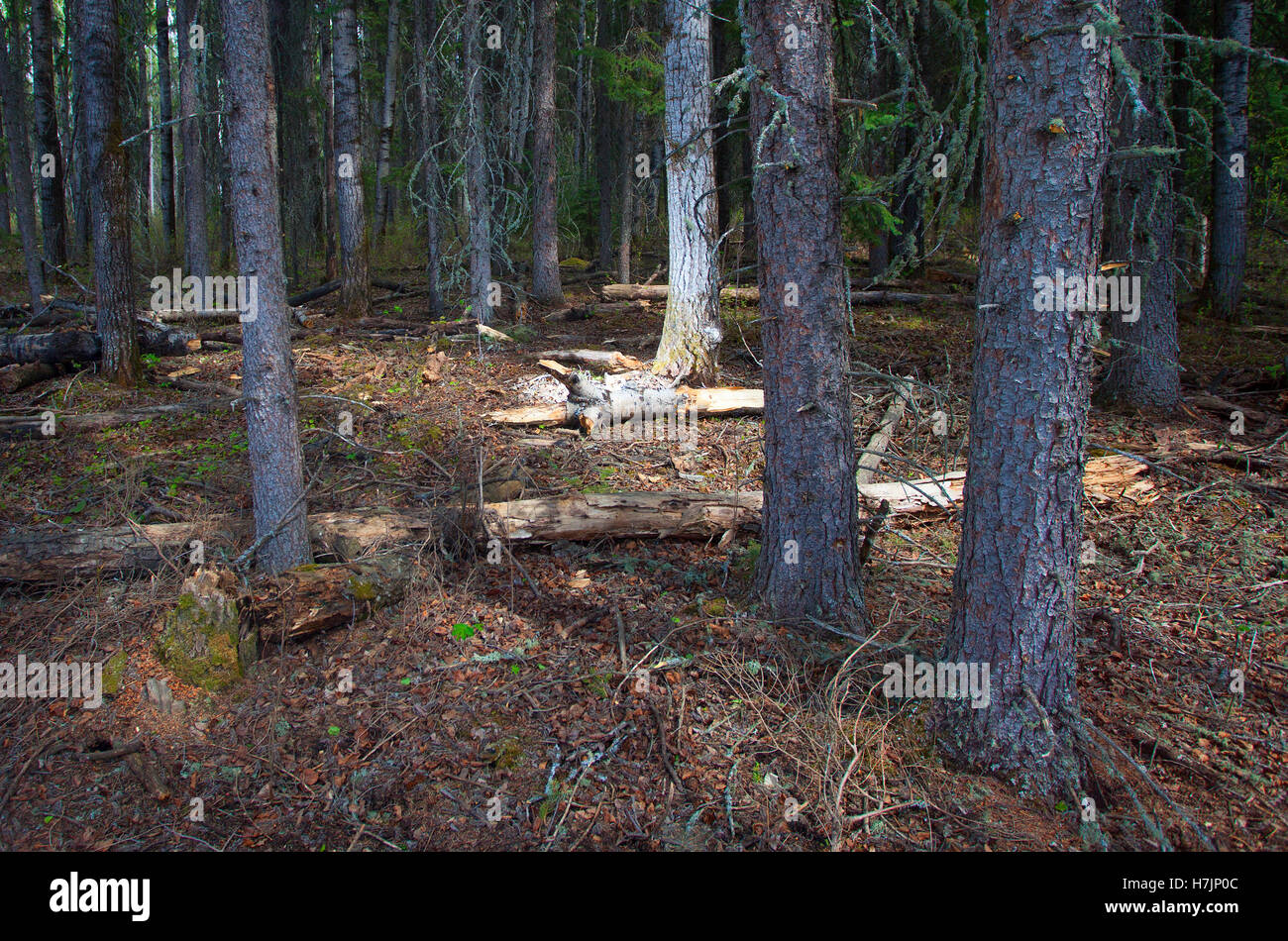 Trees in the Boreal Forest of northern Saskatchewan northern Canada Stock Photo - Alamy