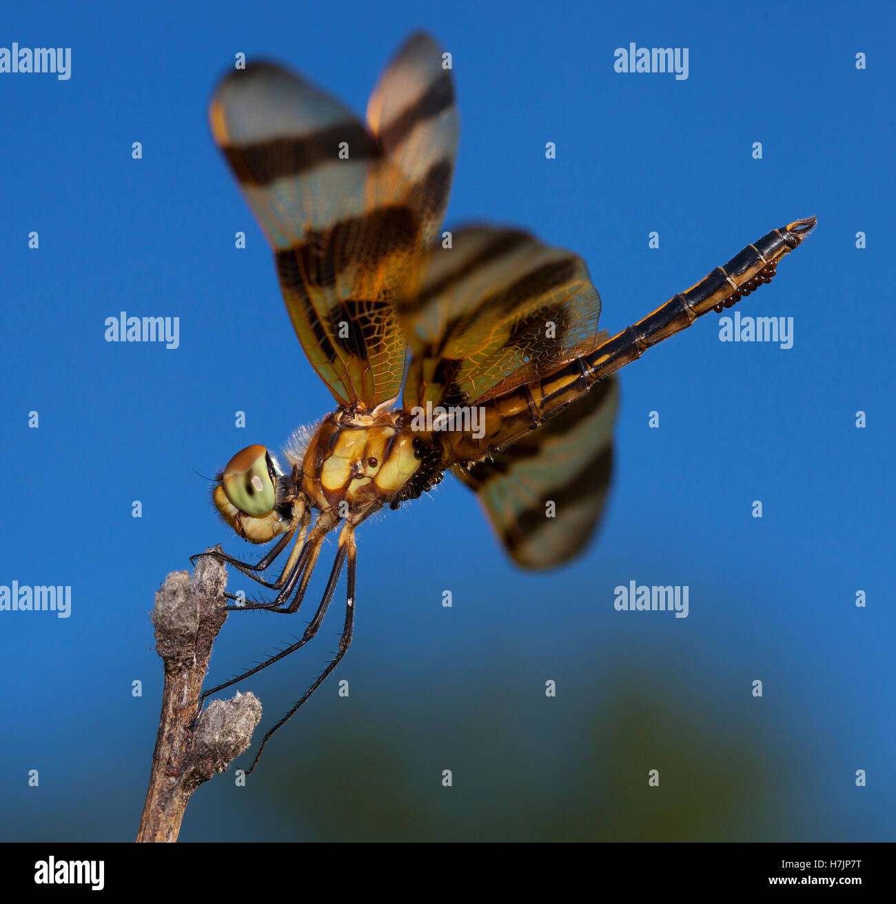 Green and brown eyed dragonfly carrying eggs and sitting on a stick ...