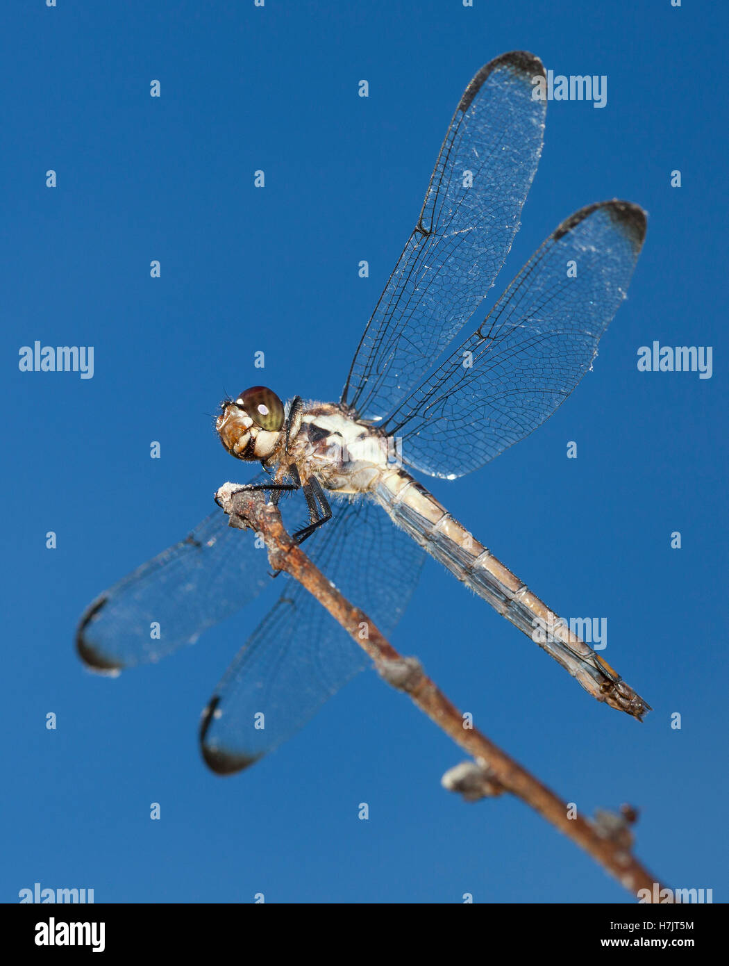 Dragonfly on a stick with its wings spread and sky behind Stock Photo ...