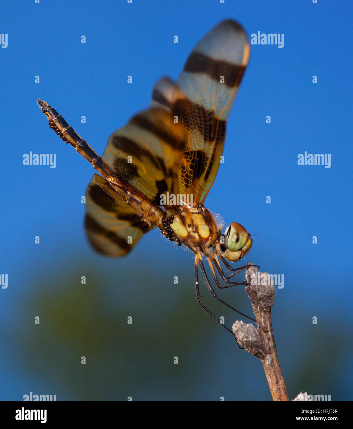 Bright orange dragonfly carrying eggs resting on a stick Stock Photo ...