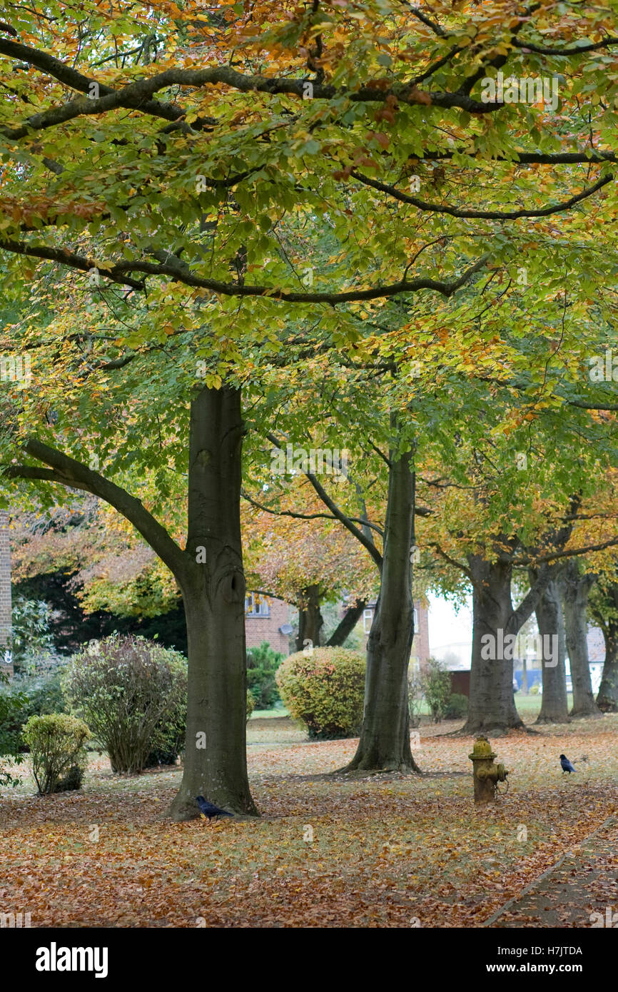 Common Lime trees, Tilia x europaea, in Autumn Stock Photo - Alamy