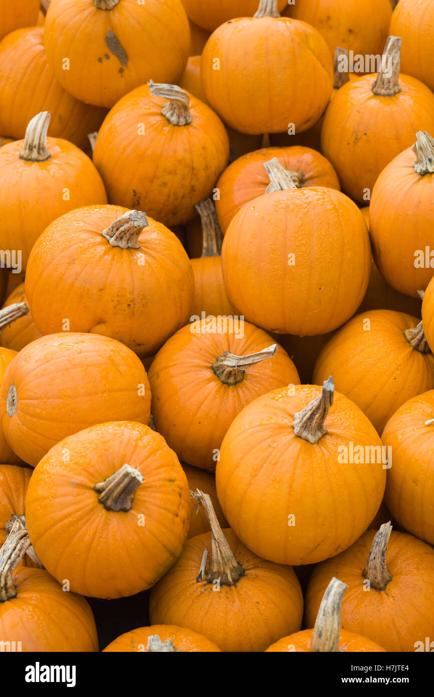 Food cucurbita maxima hi-res stock photography and images - Alamy